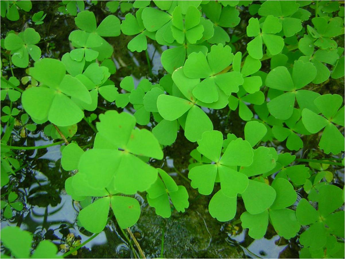 Marsilea
