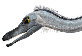 Reptossaurus: HAPLOCHEIRUS SOLLERS