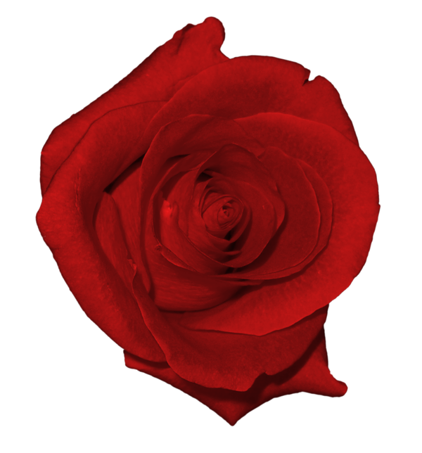 grafika-gify-kartki: . Kwiaty: róża png