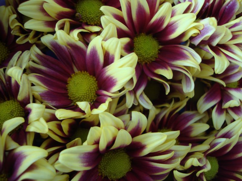 Bunga Krisan Nongkojajar: Aneka Macam Bunga Krisan