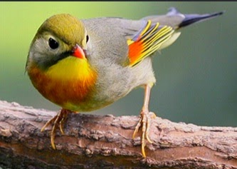 Perawatan Burung Robin | Kicau Burung Mania