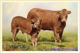 Tahapan Perkembangan Ternak Sapi, Pedet Sampai Dewasa - DUNIA TERNAK