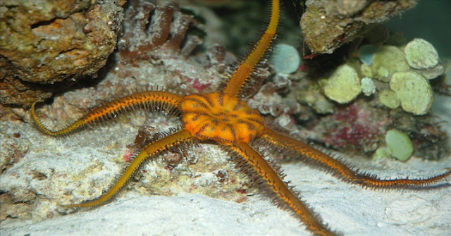 Filo equinodermos | Biologia: A ciência da vida