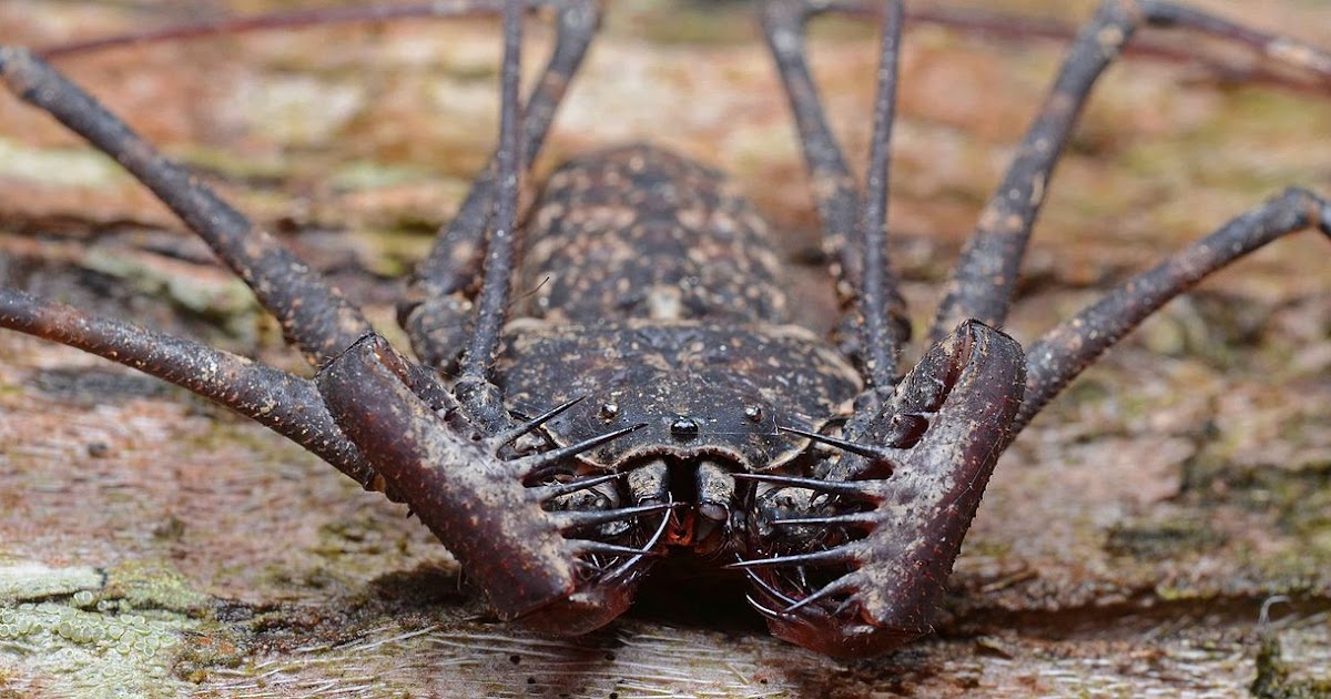 interesting facts about Whip Spider