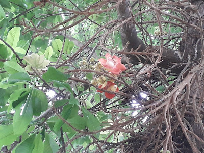 Nagalingam (Cannonball Tree) - GOOD LIFE