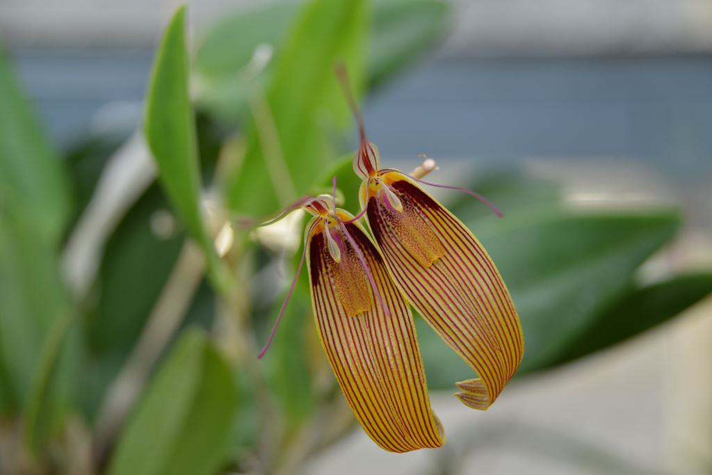 Restrepia antennifera care and culture | Travaldo's blog