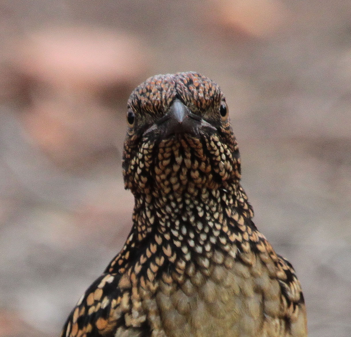 Richard Waring's Birds of Australia: Simpsons Gap birds - Hooded Robin ...