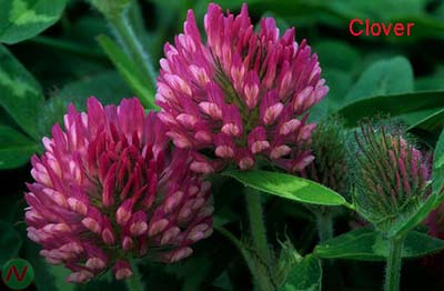 Flowers Name | English Meaning & Image | Flowers Vocabulary | Necessary ...