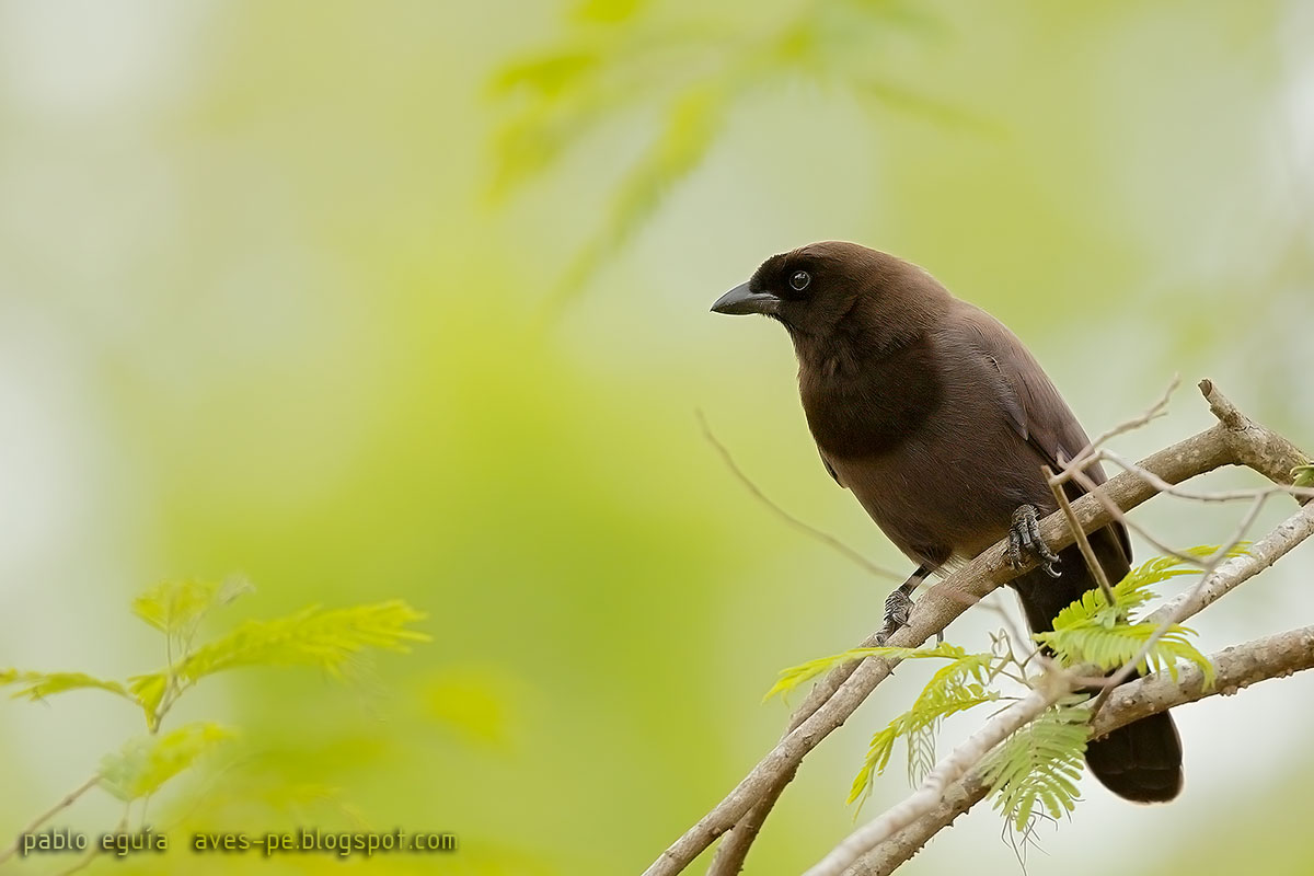 mis fotos de aves: Cyanocorax cyanomelas Urraca Morada Purplish Jay