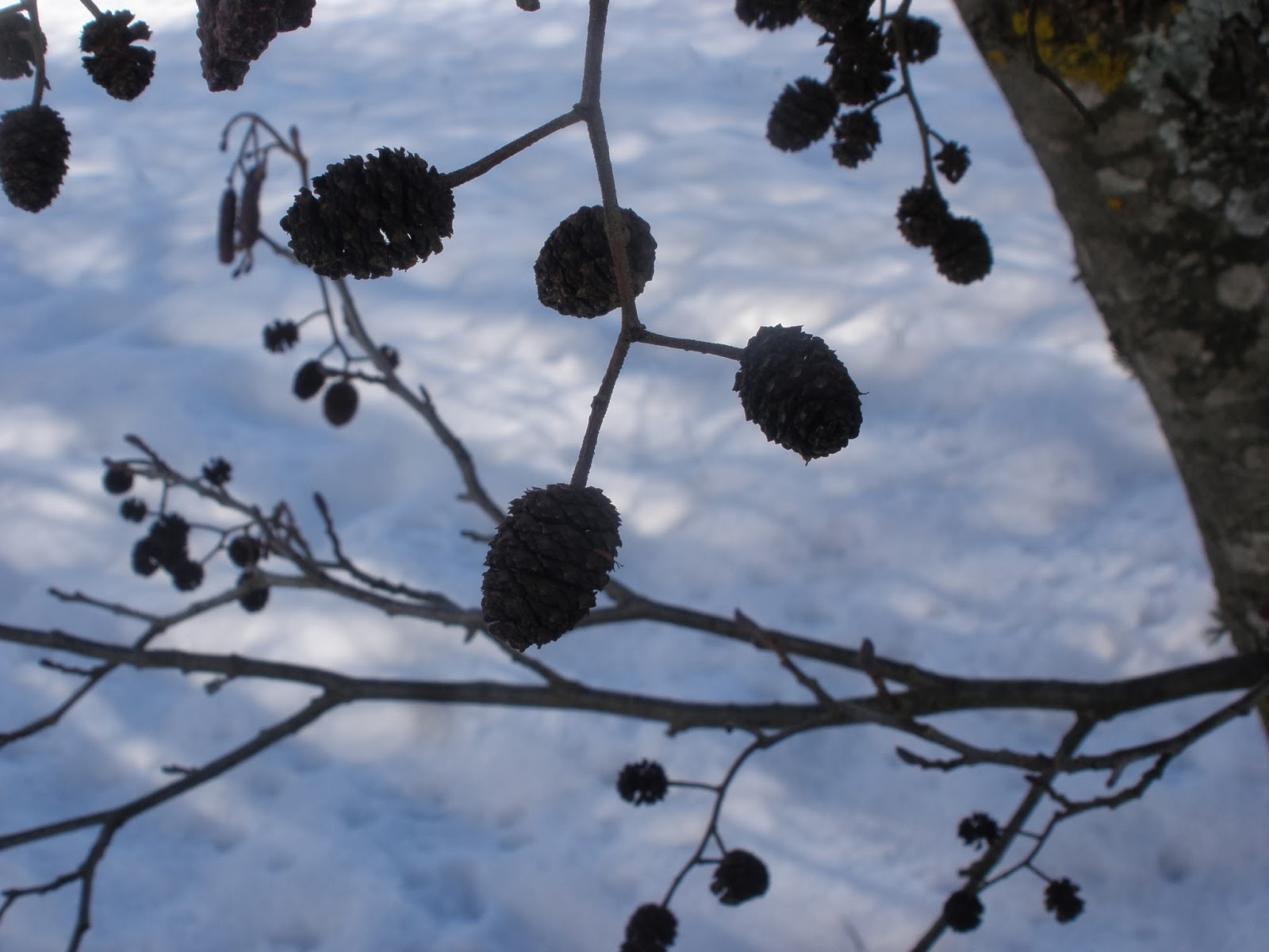 Di fiore in fiore: 2014