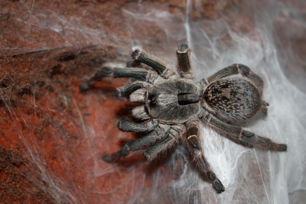 Ceratogyrus ~ Dunia Tarantula