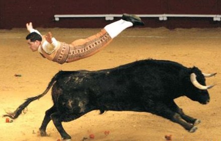 Funny Animals: Funny Bull New Photos