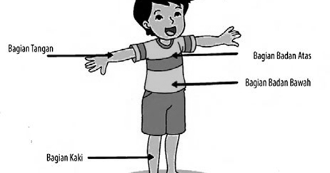 Nama bagian tubuh manusia (anggota badan) ~ Bisa Belajar