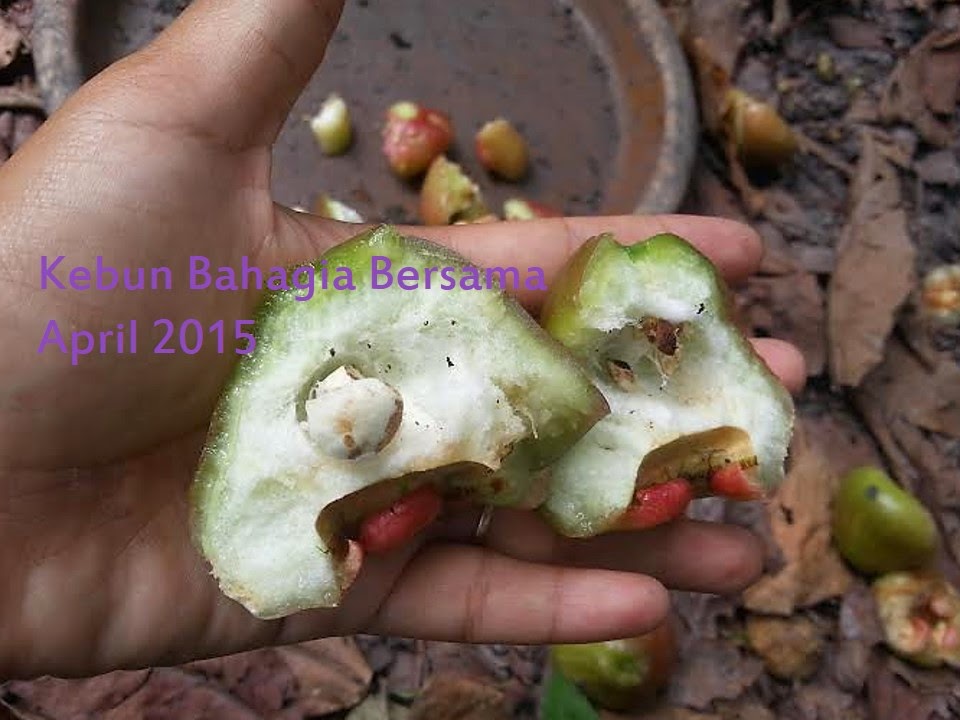 Kebun Bahagia Bersama: Baka jambu air Pink Rose Apple
