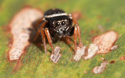 Bagheera kiplingi Spider | عنكبوت النمر الأمريكي - Whisper Photo