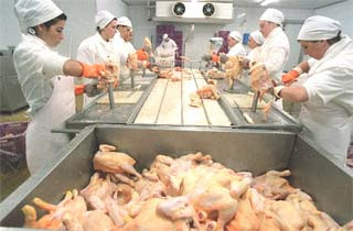 FAENADO Y SACRIFICIO DEL POLLO