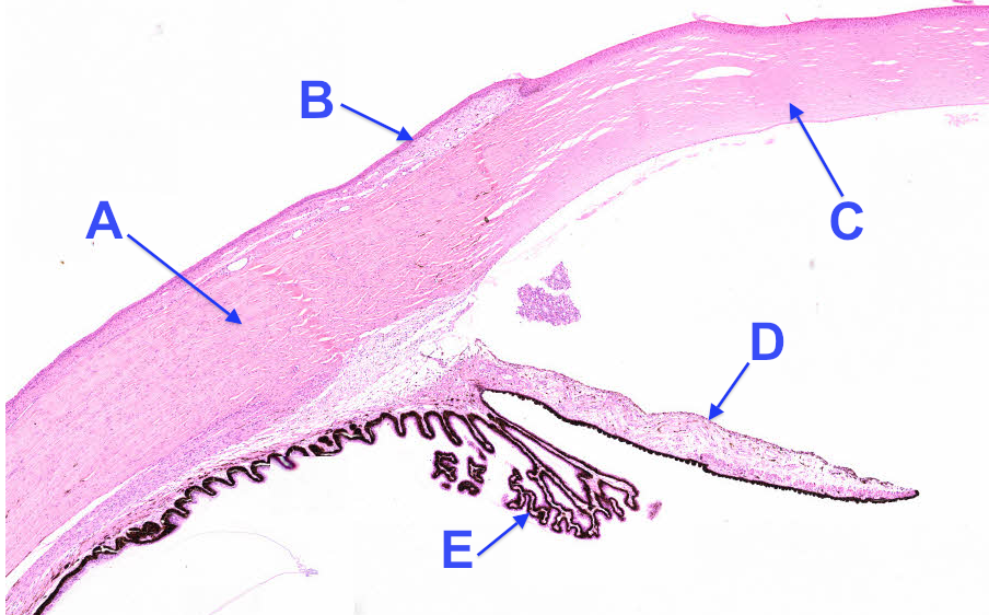 SOS BIOLOGIA CELULAR Y TISULAR: OJO. Eye