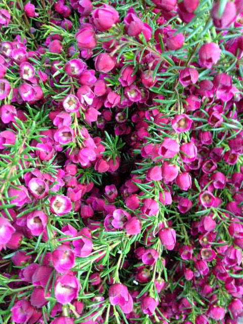 A Passion for Flowers: Spring is in the Air - Harvesting Boronia