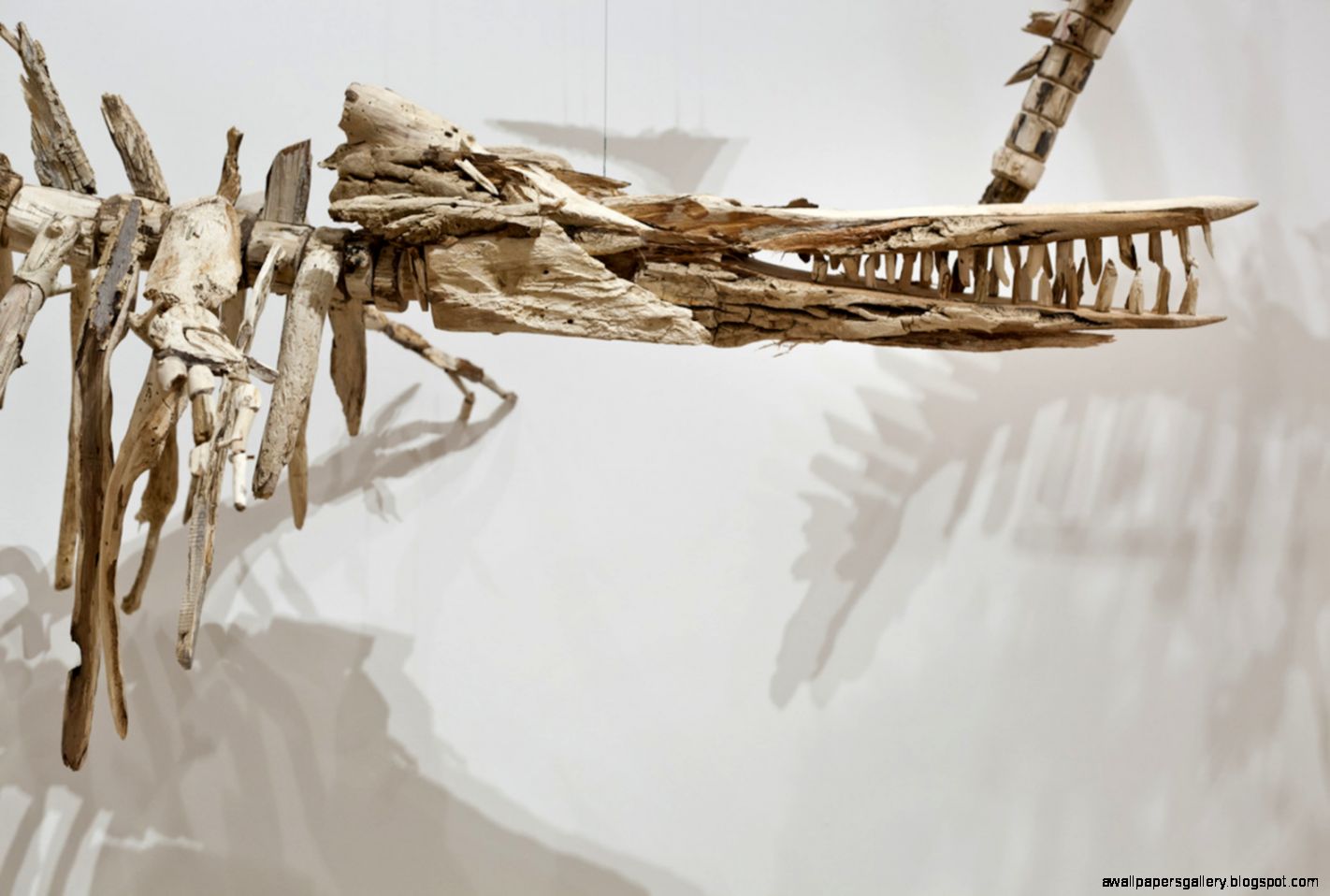 Baiji River Dolphin Habitat | Wallpapers Gallery