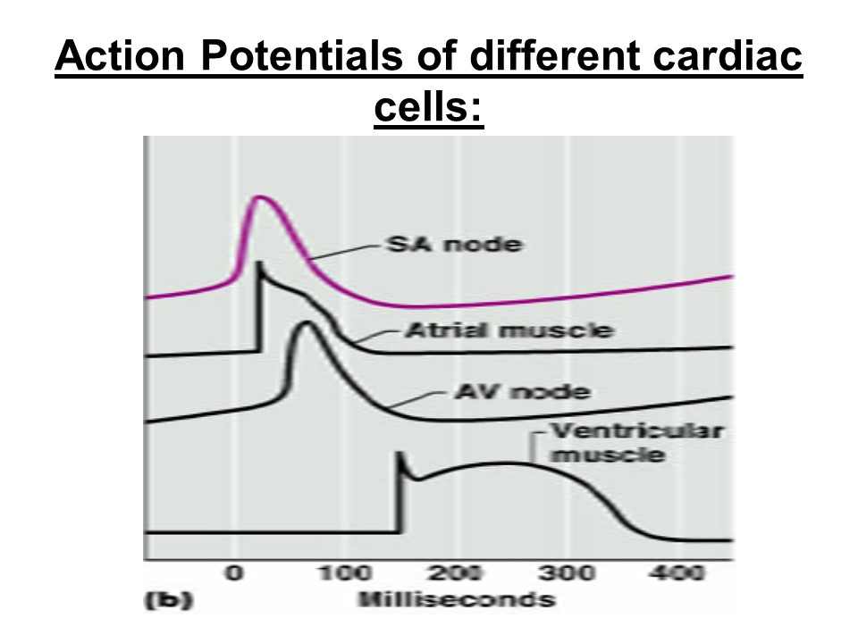 CVT Mohd Farid: Physiology Of The Heart