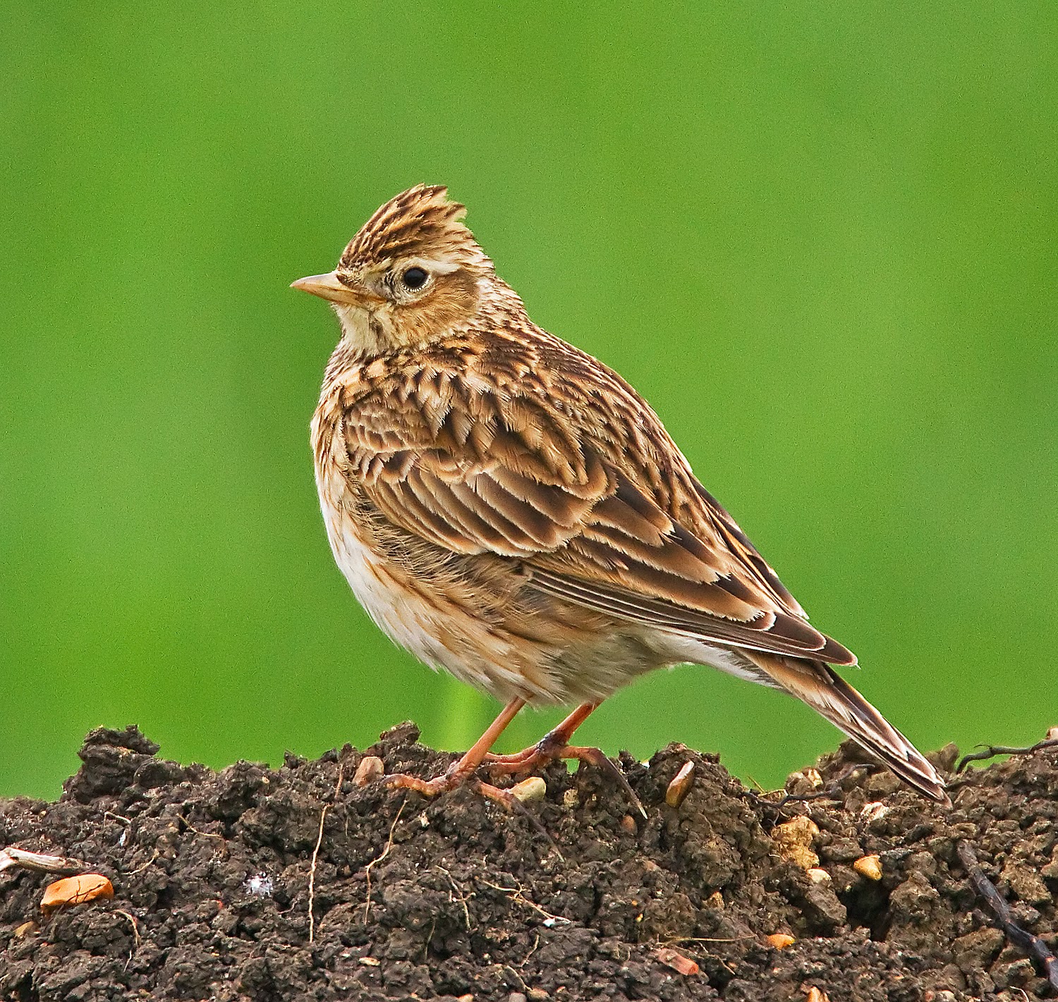 CAMBRIDGESHIRE BIRD CLUB GALLERY: Skylark