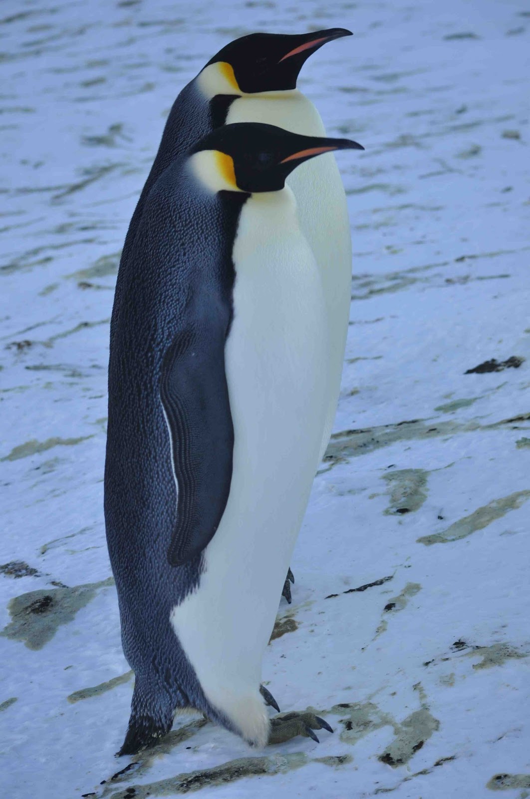 Gege 1 an en terre adelie: Les manchots empereur