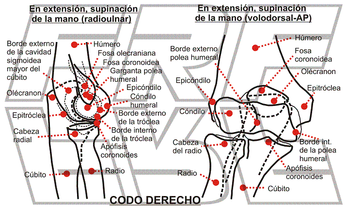 Fisioimágenes: EL CODO Y EL ANTEBRAZO