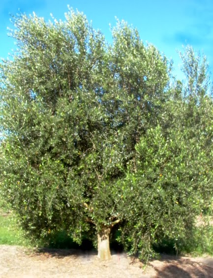 BANGALOW TREE TALES: OLEA, OLEA! OLIVE VARIETIES FOR LANDSCAPE...