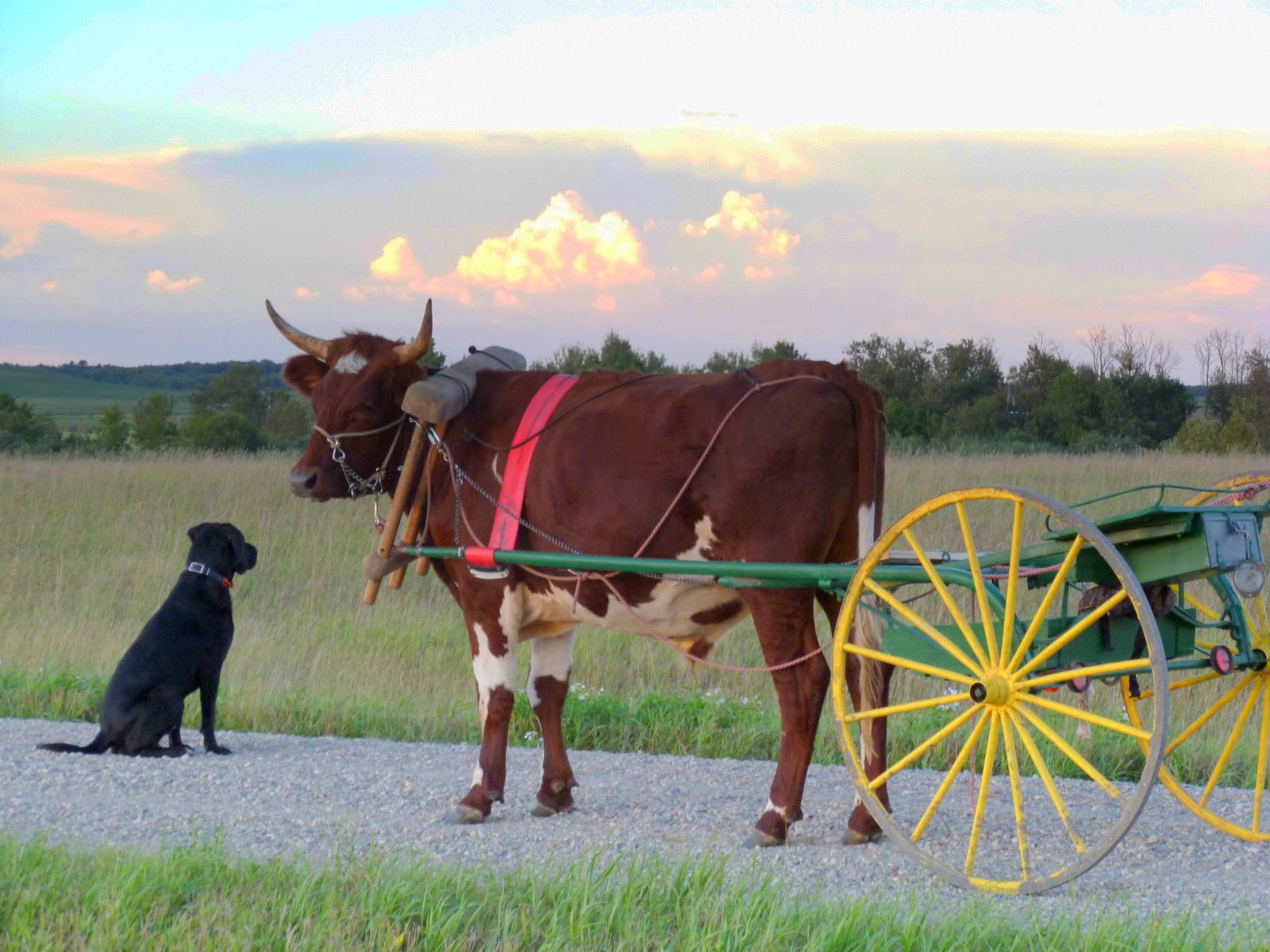 storybrookeripples: ox and dog blog: Ox and Dog on a Summer's Evening