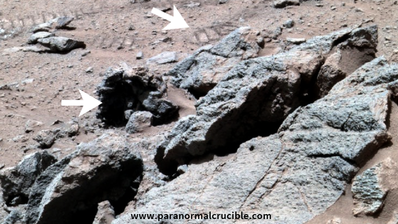 Tiny Reptilian Creature Found On Mars?