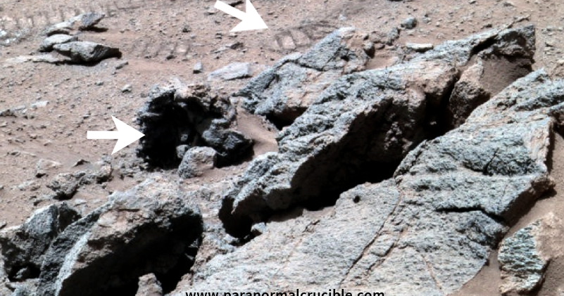 Tiny Reptilian Creature Found On Mars?