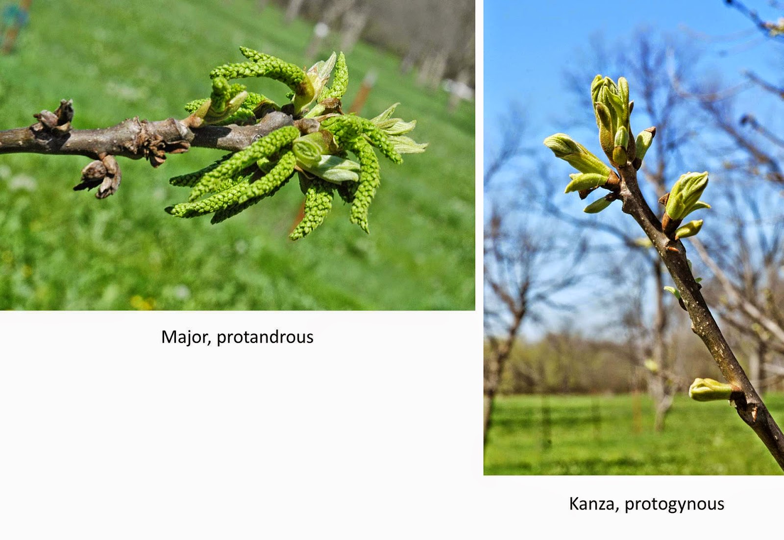 Northern Pecans: Pecan bud break and flowering type