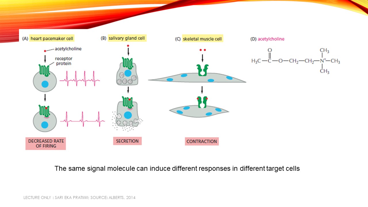 MOLECULAR BIOLOGY AND PATHOBIOLOGY : KULIAH 4- CELL SIGNALLING
