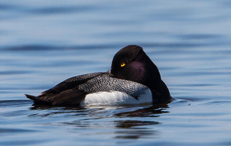 Learn.Draw.BIRD.: June 2013