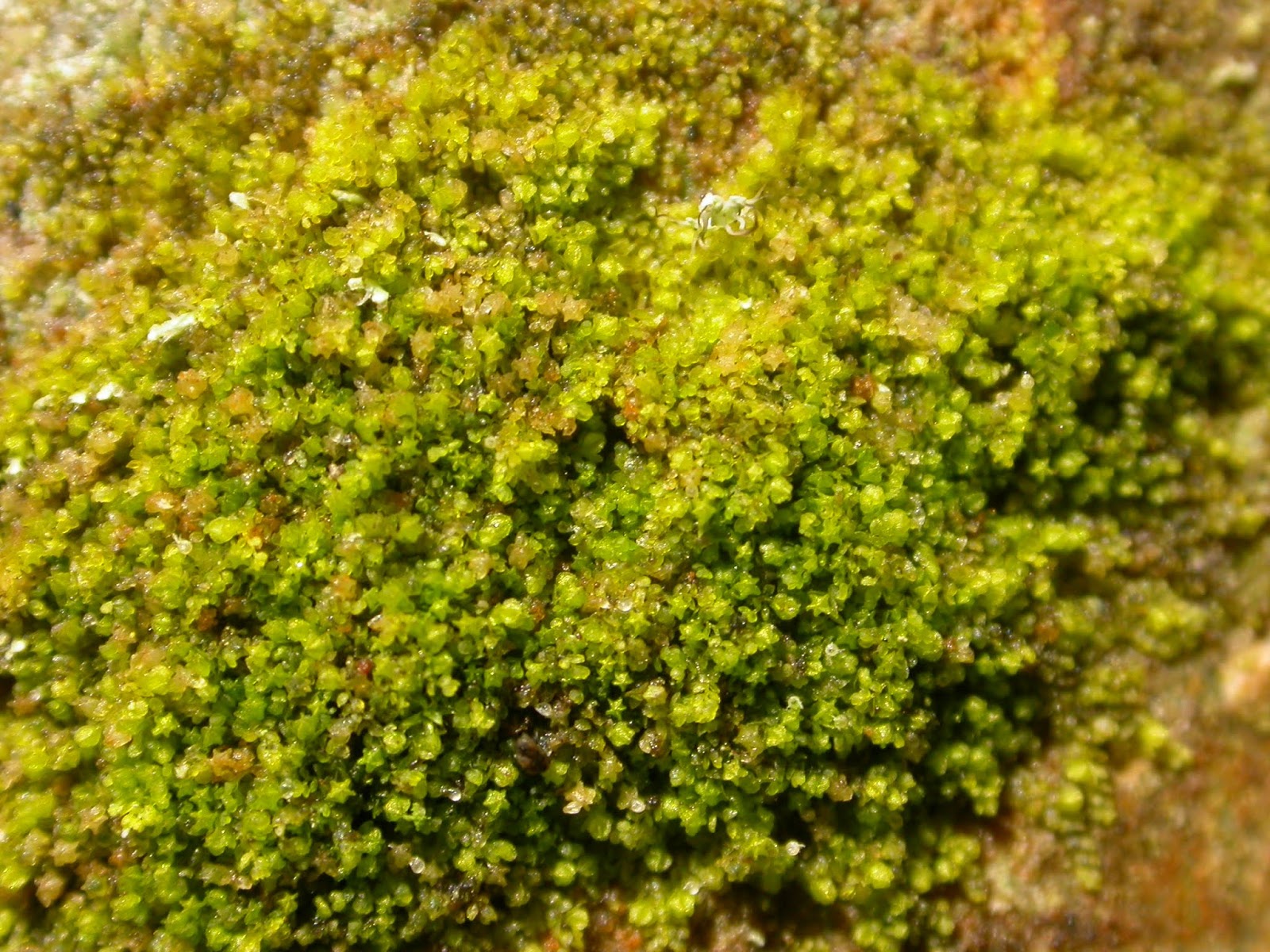 Biodiversity Gatwick: May 2018