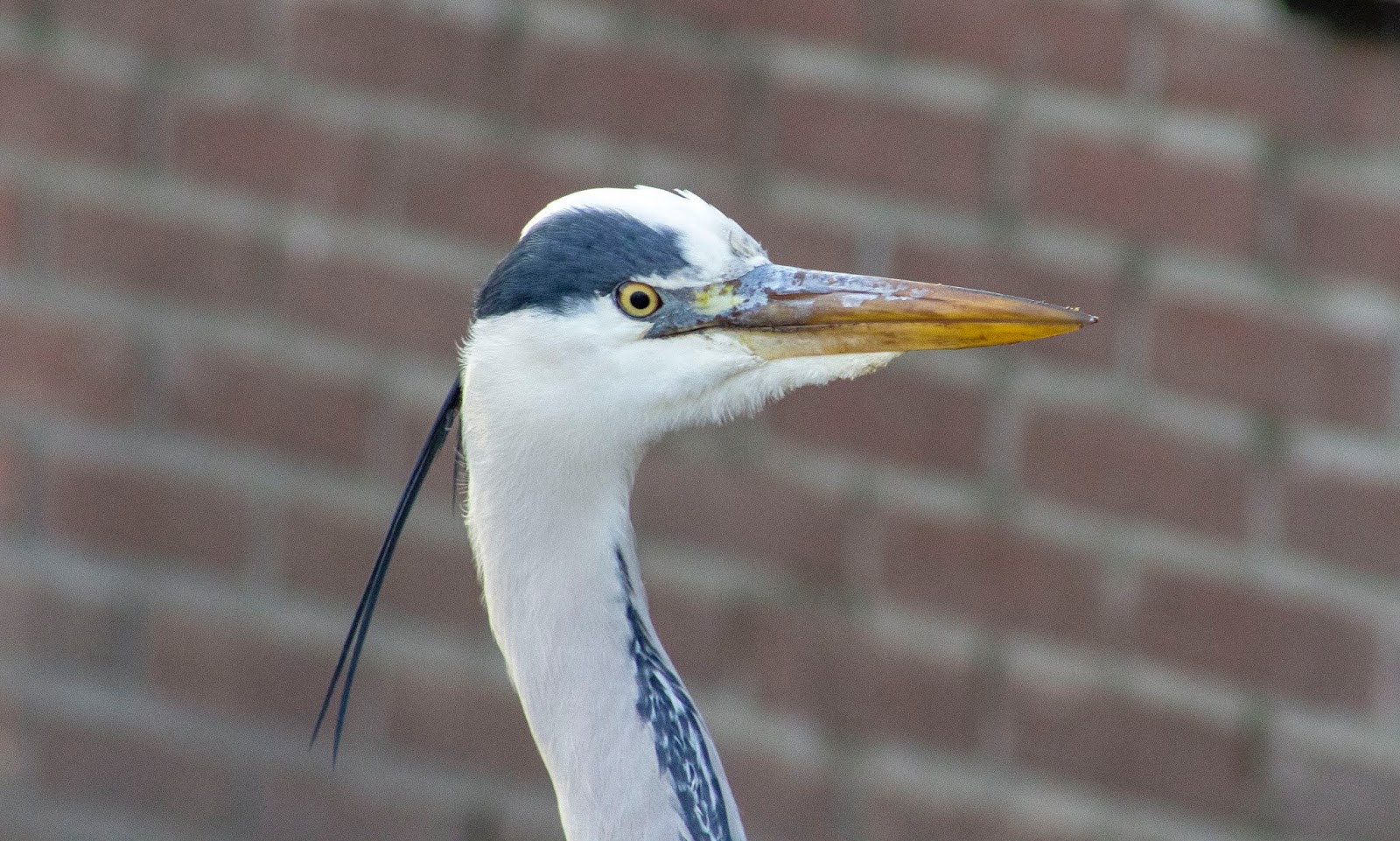 El cabo de las aves.: Ámsterdam, los canales y sus aves.
