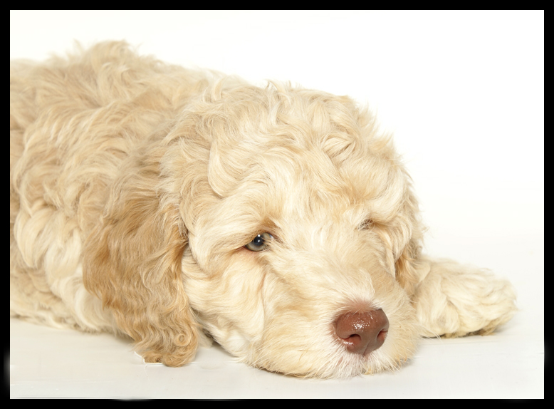 Island Angels Labradoodles: Earth Angels Labradoodles Cream Puppies