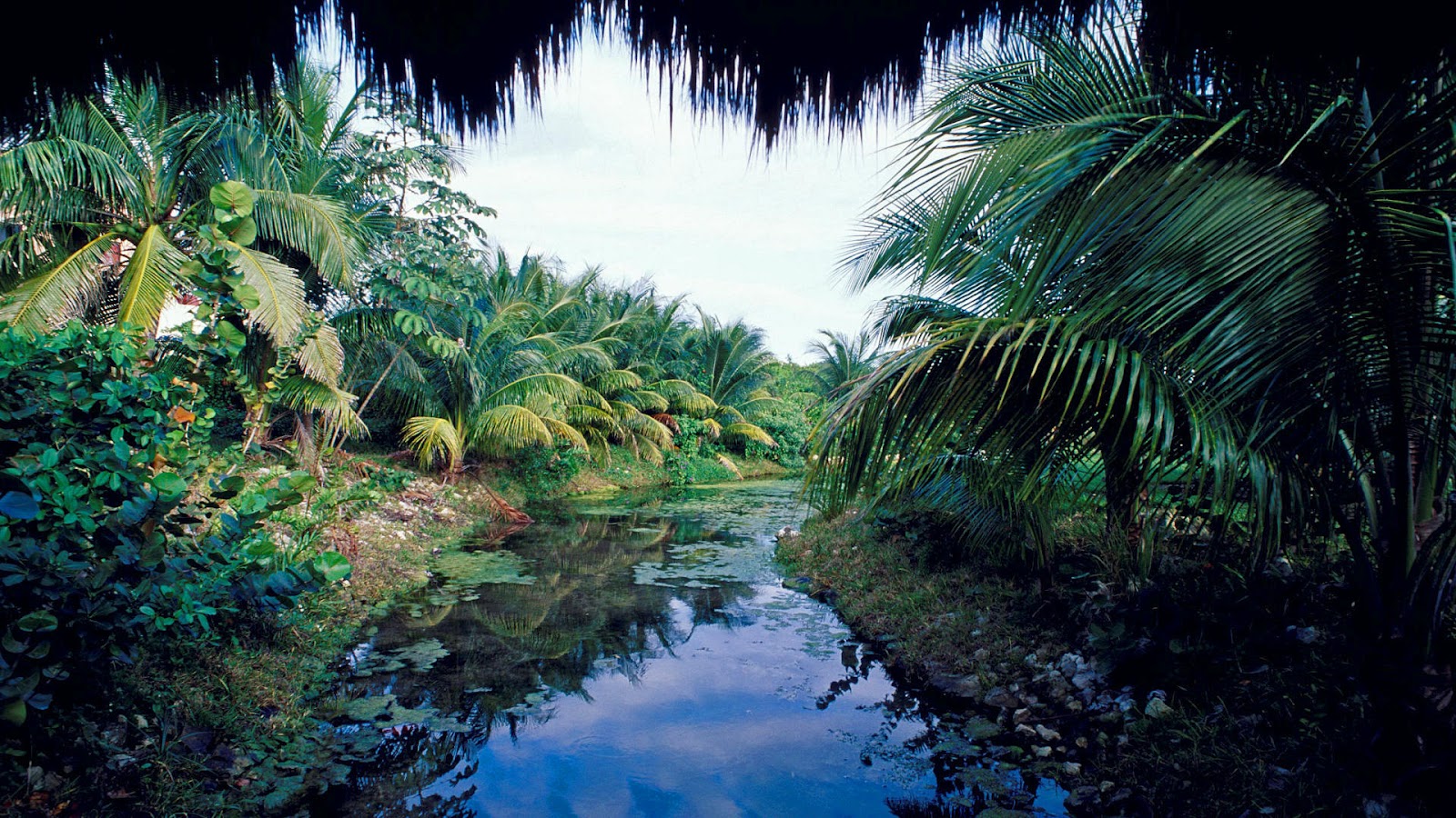 Tapety na pulpit: dżungla, rzeka, palmy, amazonka, przyroda, widoki