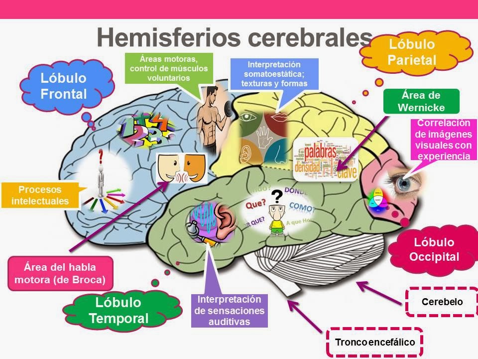 Mapa Conceptual Hemisferios Cerebrales Porn Sex Picture