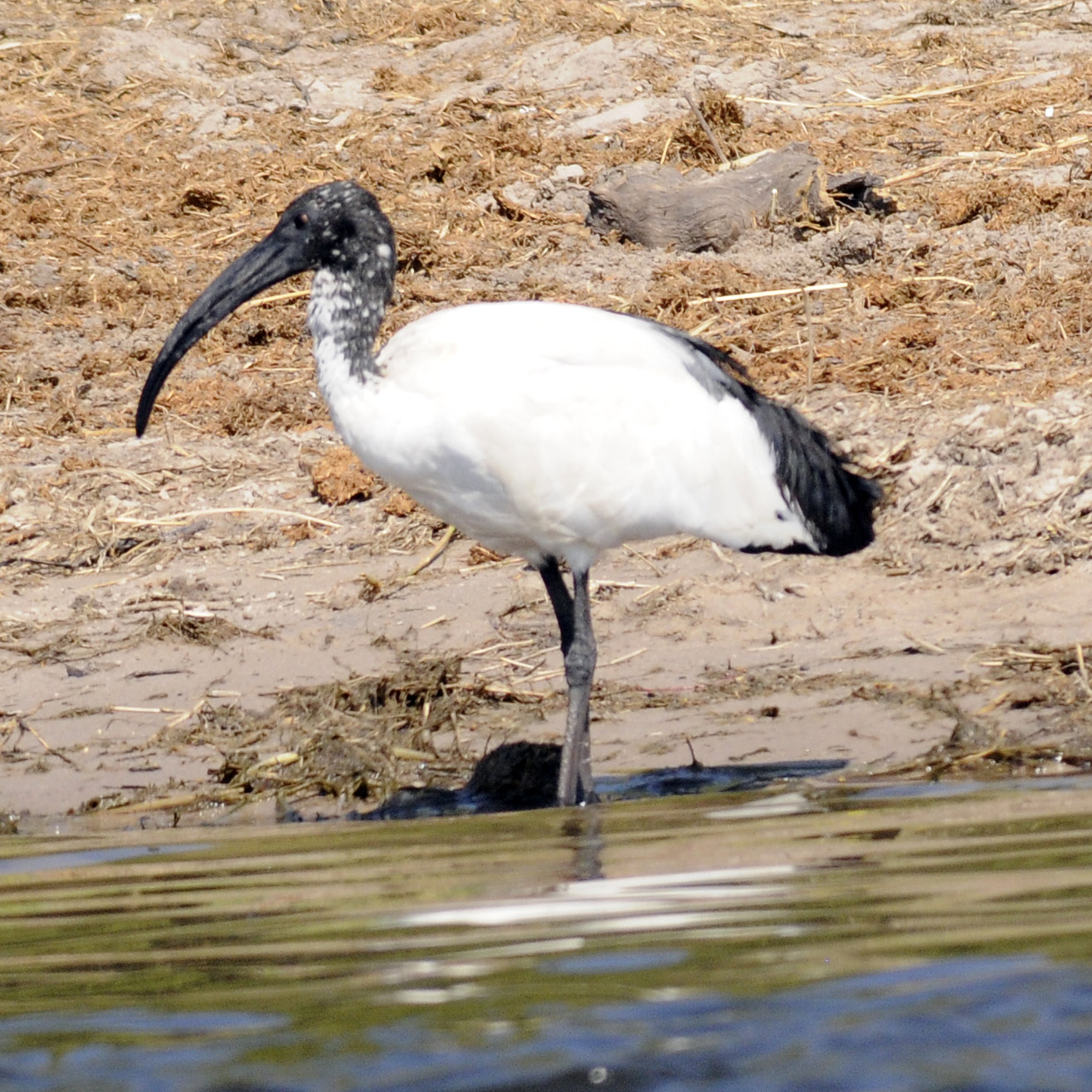 The Nature of Framingham: The Best Birds of Africa!