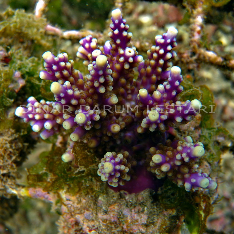 PT. DINAR DARUM LESTARI: Acropora spp