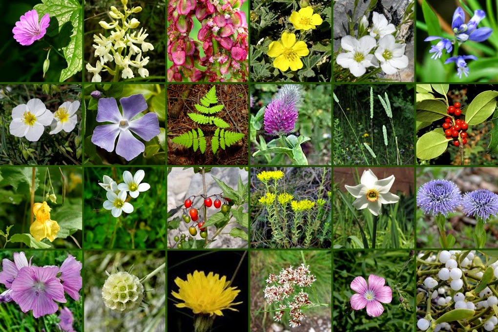 pergolando: I fiori del monte Catria/2