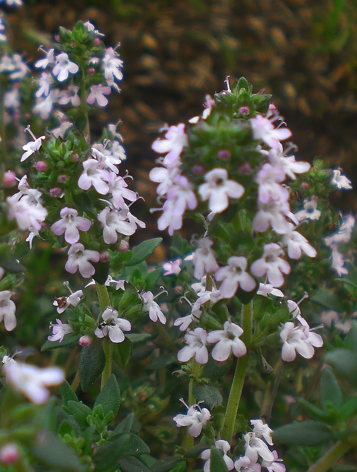 Thimus vulgaris o tomillo | Flores colombia