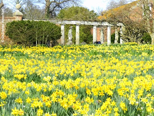 Dancing with daffodils as weather finally turns warmer - where to see ...