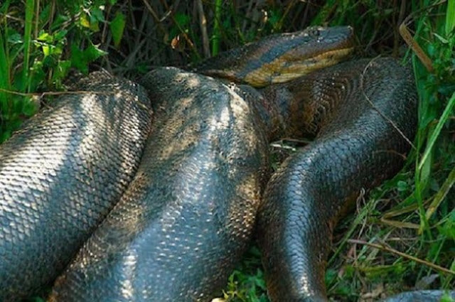 Brasil Universo Digital