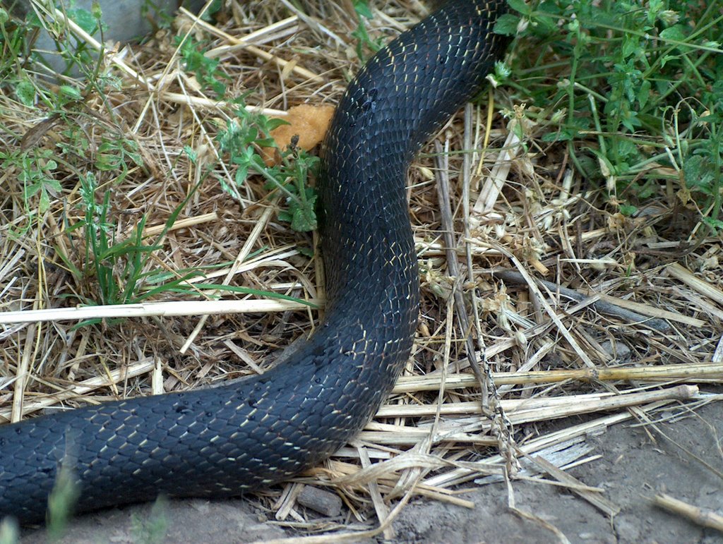 Black Snake - Type Animals
