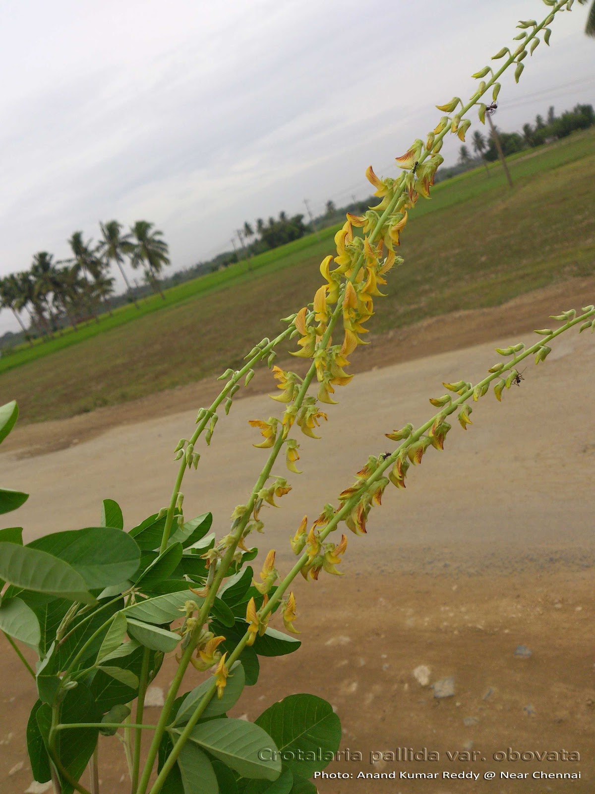 Medicinal Plants: Crotalaria pallida