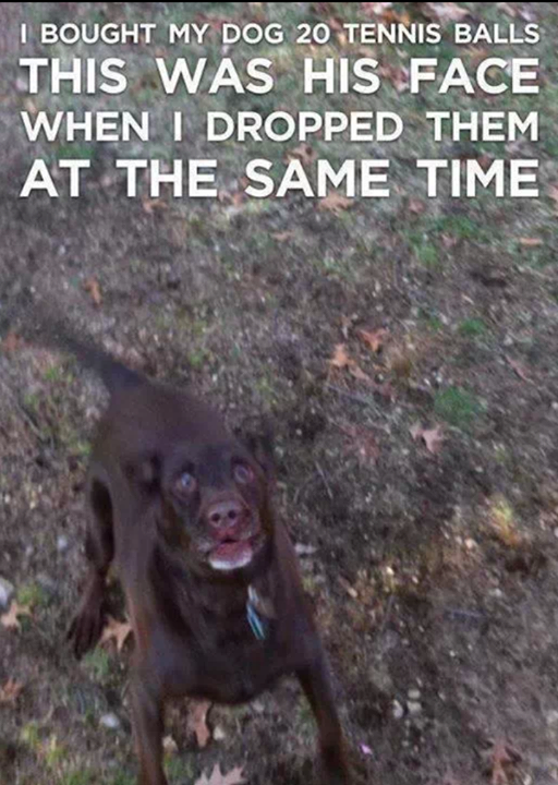 Life in Rehab: My Dimwit Dog