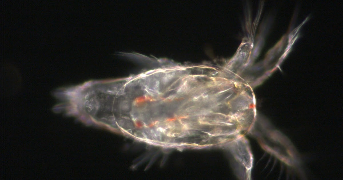 Barnacle Nauplius Larvae
