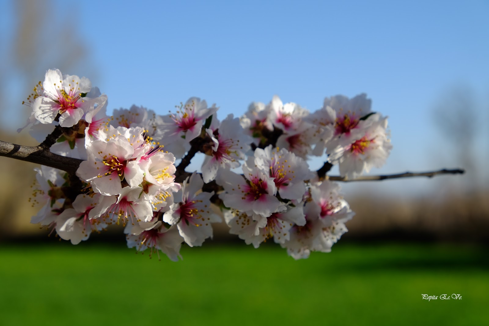 Fotografiando Cumbres: La flor del almendro. Jérez del Marquesado